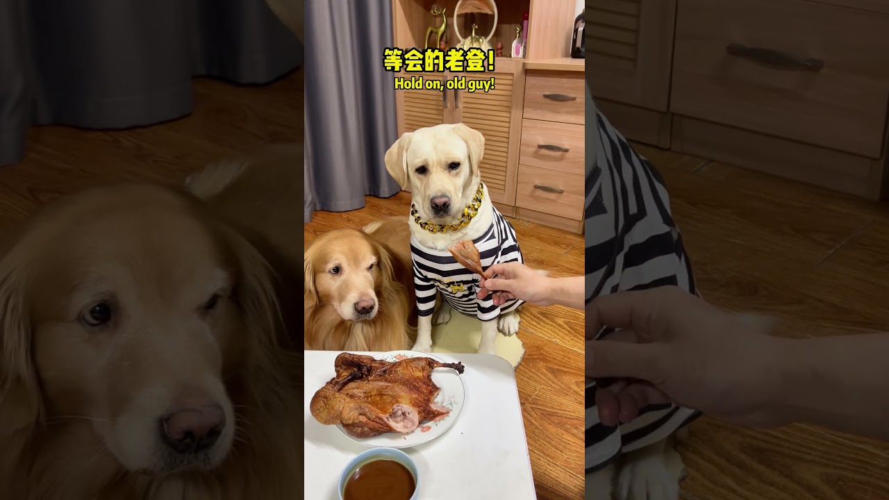 Are dogs becoming so picky about food these days? #FunnyDogs #CutePets #Pets #Funny #Labrador