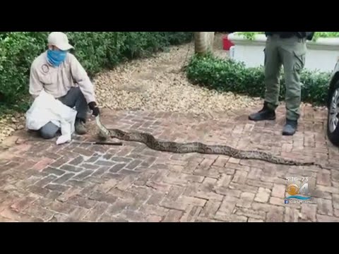 Giant Burmese Python Sunning Itself In Cooler Weather Removed From Coral Gables Driveway