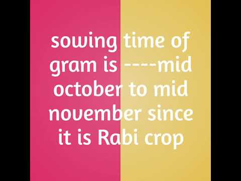 Bengal gram - Important Facts Part 1
