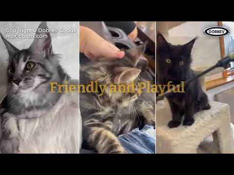 Maine Coon Kittens for Sale