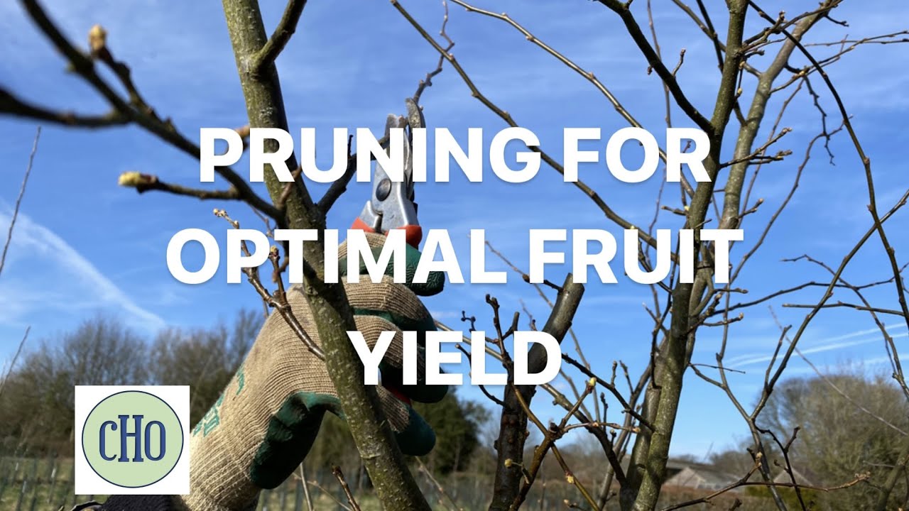 Pruning For Optimal Fruit Yield