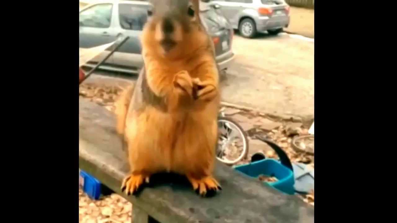 Grateful Squirrel Vine so funny!