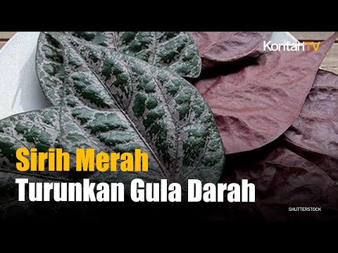 4 Manfaat Daun Sirih Merah, Mengobati Batuk dan Menurunkan Gula Darah I KONTAN News