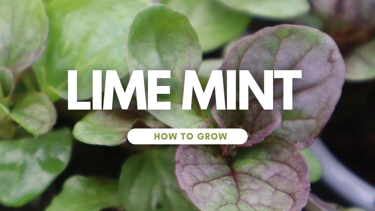 How to Grow Lime Mint