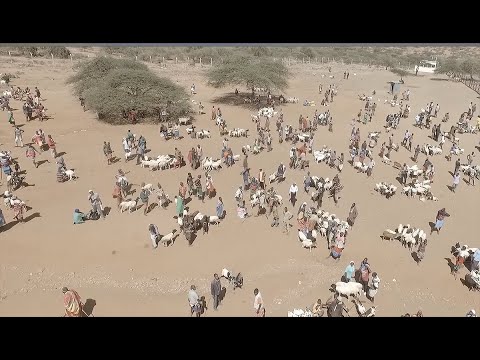 Making pastoralists climate resilient in Kenya