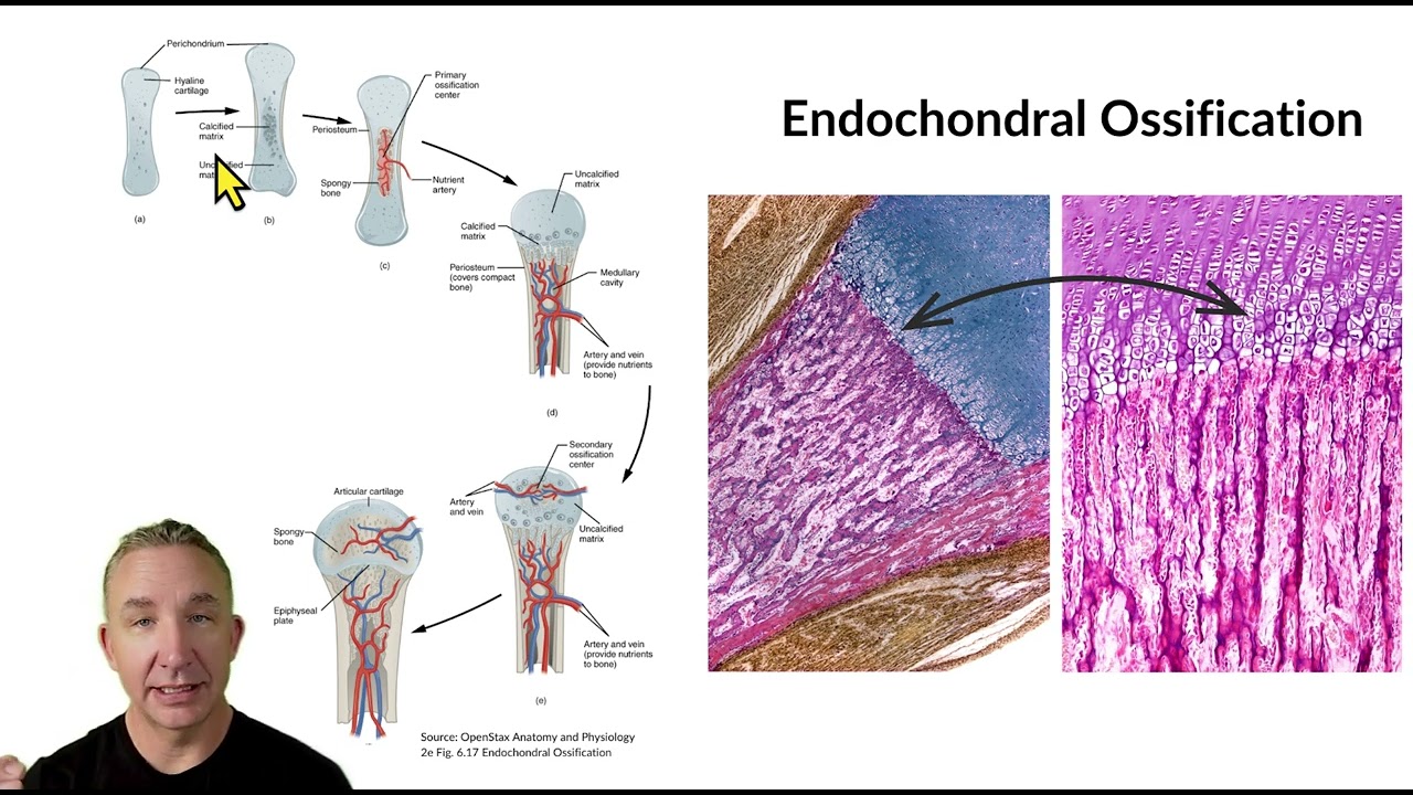 Bone Development: Endochondral Ossification