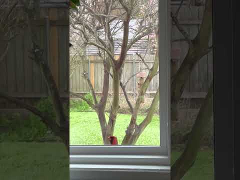 When a Cardinal Appears Angels are Near.