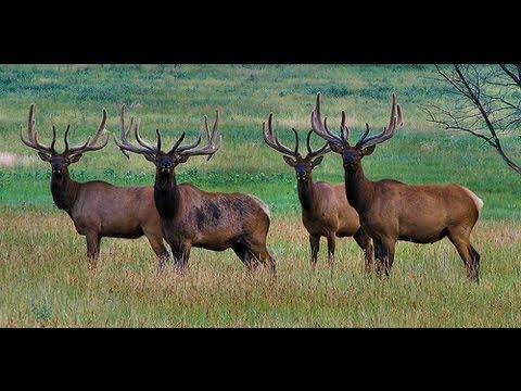 GIANT Velvet Bulls 400"+ B&C - MossBack