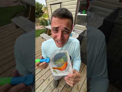 WHEN BUYING A PET GOES WRONG