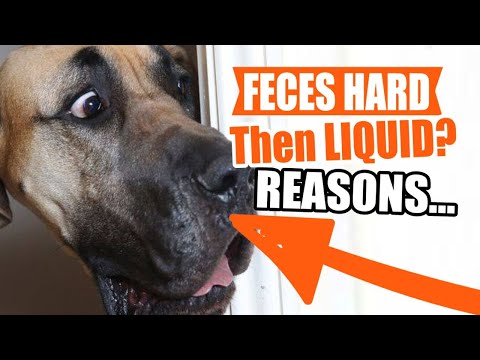 Why Is a Dog's FECES HARD and Then LIQUID?🐶💩