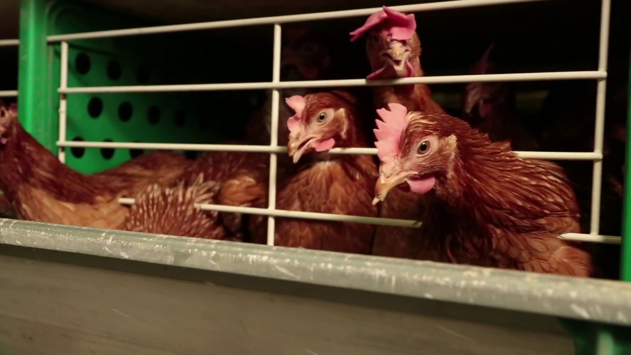 APEC Animal Feed
