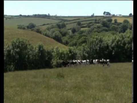 This is Dairy Farming