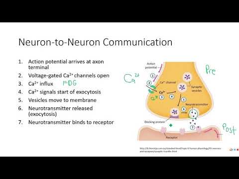 PE 220 - Lecture 2-2-3 - Chemical synapse