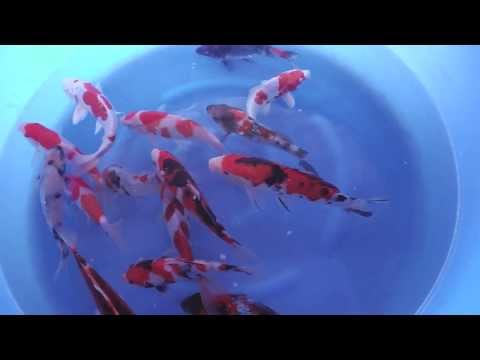 Ishihara Yagenji JP1490 JP 1500 18-20 20-22 cm Mix
