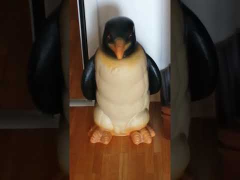 Penguin! Pingouin! Pinguino! Manchot! 🐧