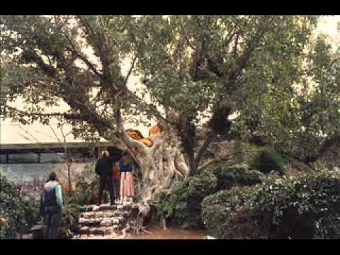 "Jews are planting Gharqad trees to protect themselves" ~ Elder Of ...