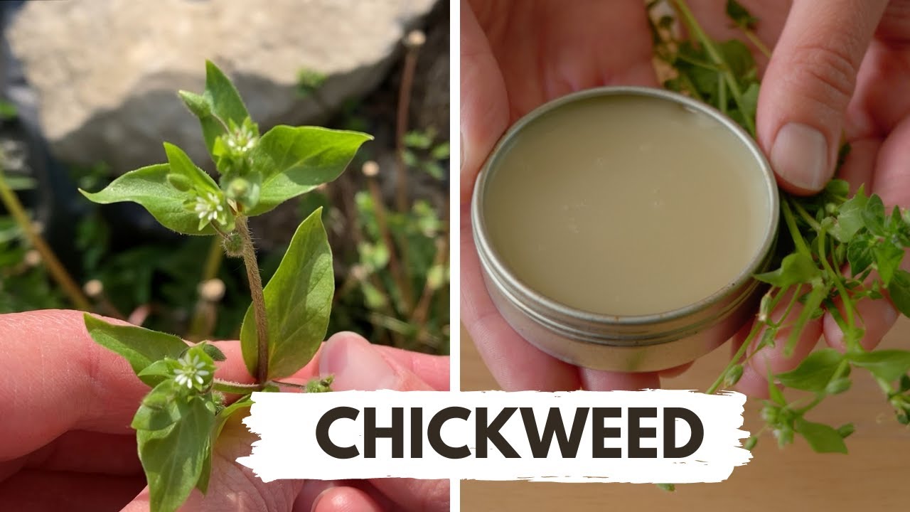How to Identify and Use Chickweed