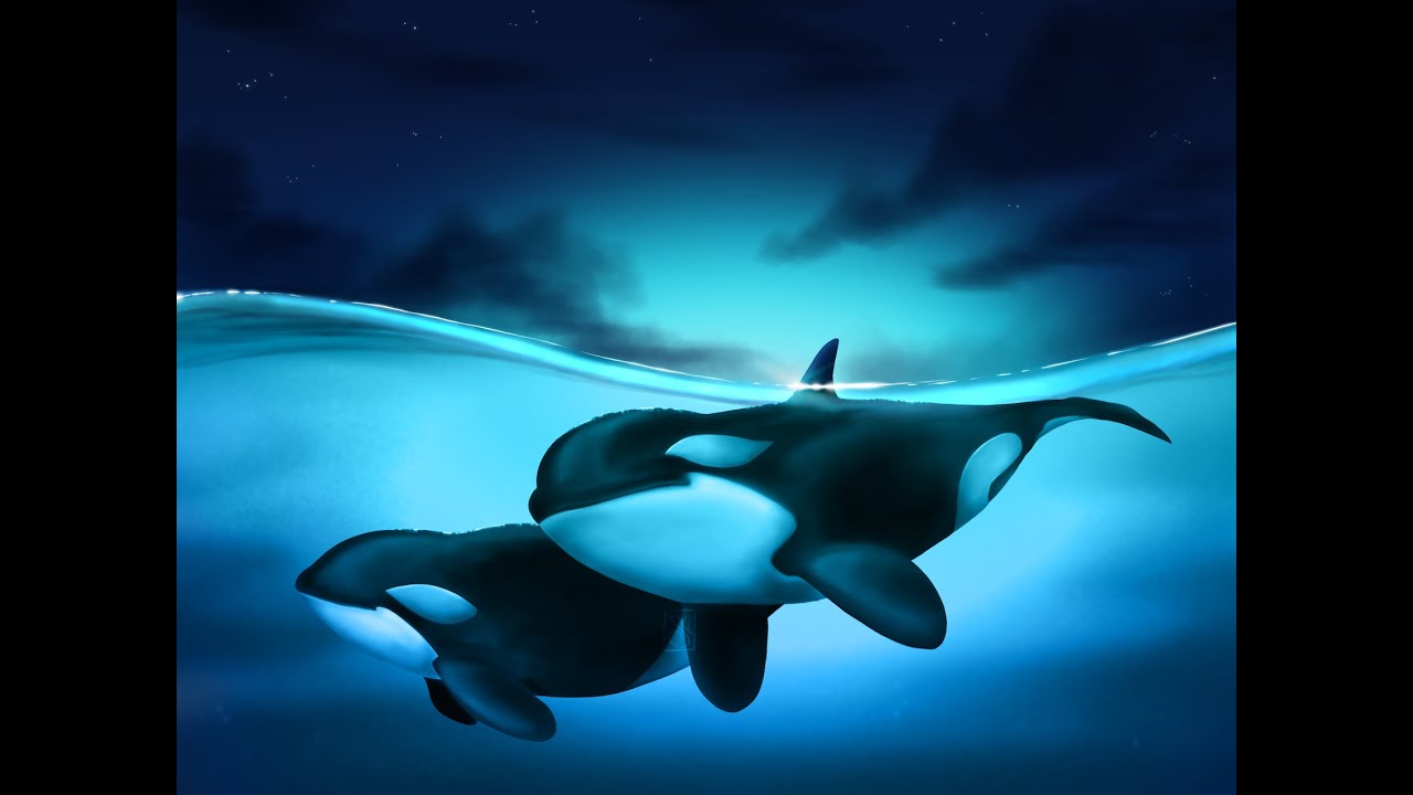 Orca Painting Procreate Timelapse