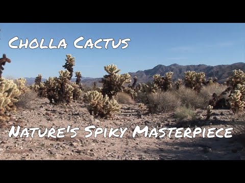 Cholla Cactus: Nature's Spiky Masterpiece Revealed
