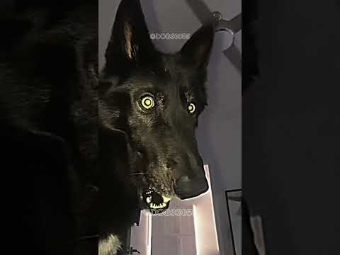 DOGS SKINWALKERS #skinwalker #trollface #edits #capcut #shortsfeed