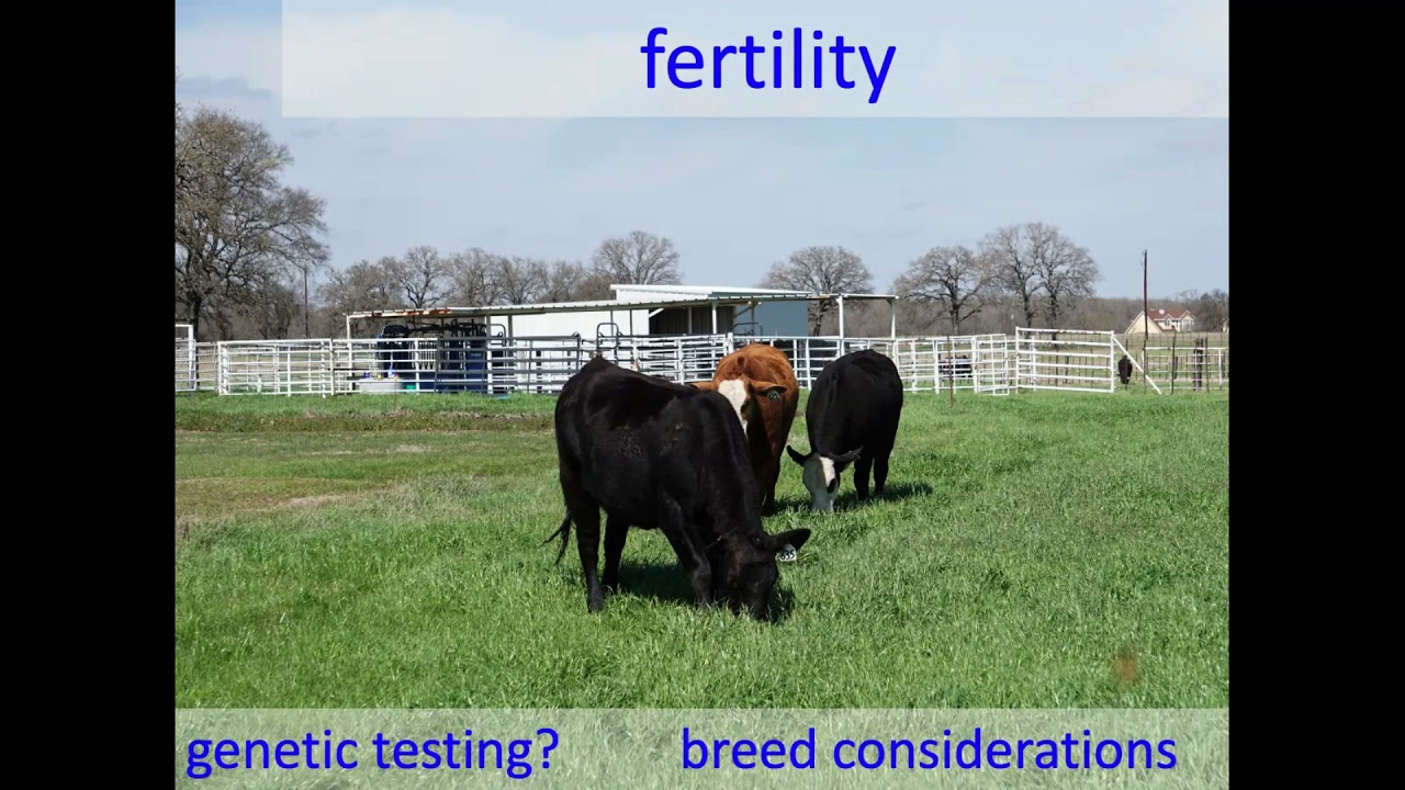 Beef Cattle Replacement Heifer Selection and Development