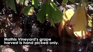 Cornucopia Creations Reviews and Clients | DesignRush