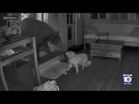 California bear comes nose-to-nose with dog in woman’s living room!
