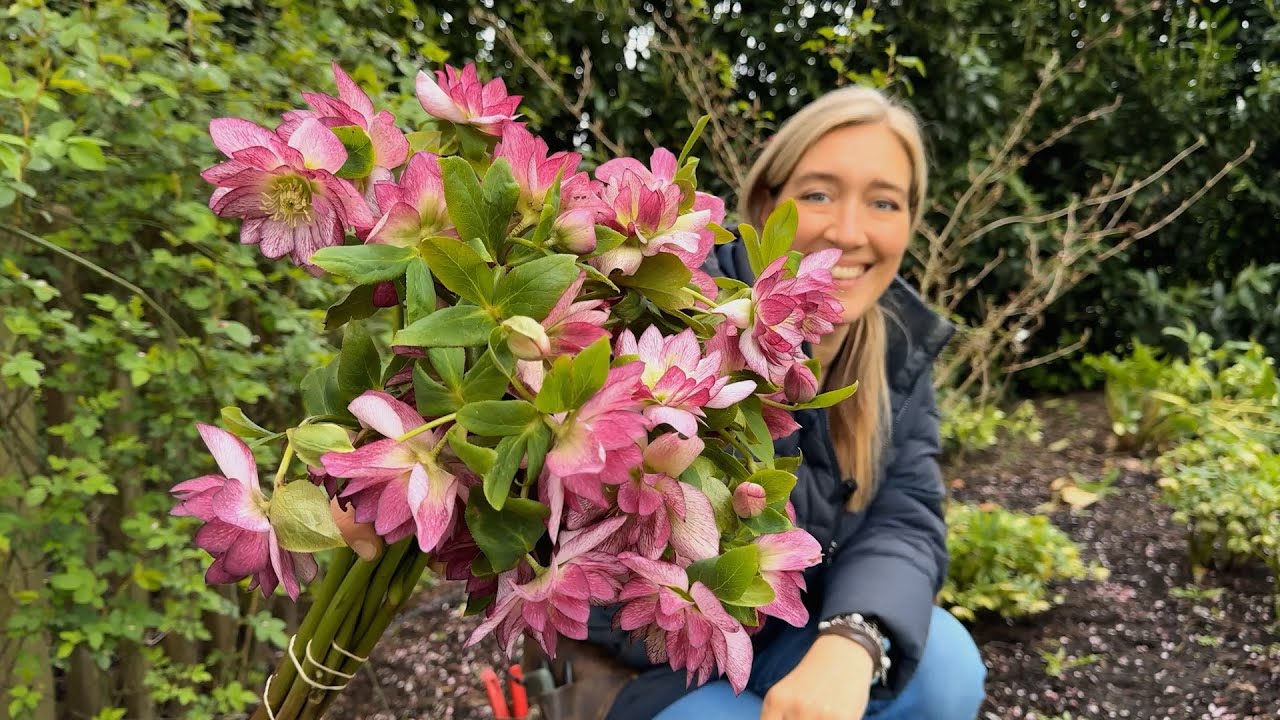 Floret Farm Tour: Hellebores