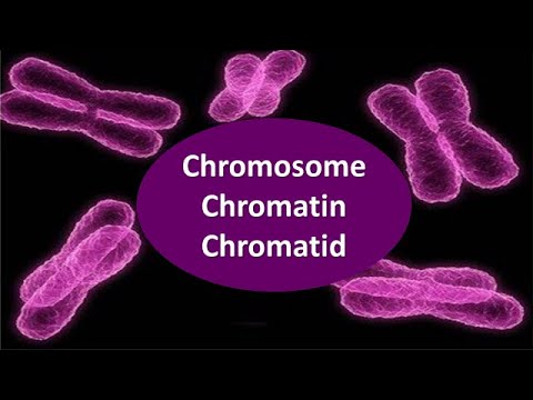 Chromosome, chromatin and chromatid