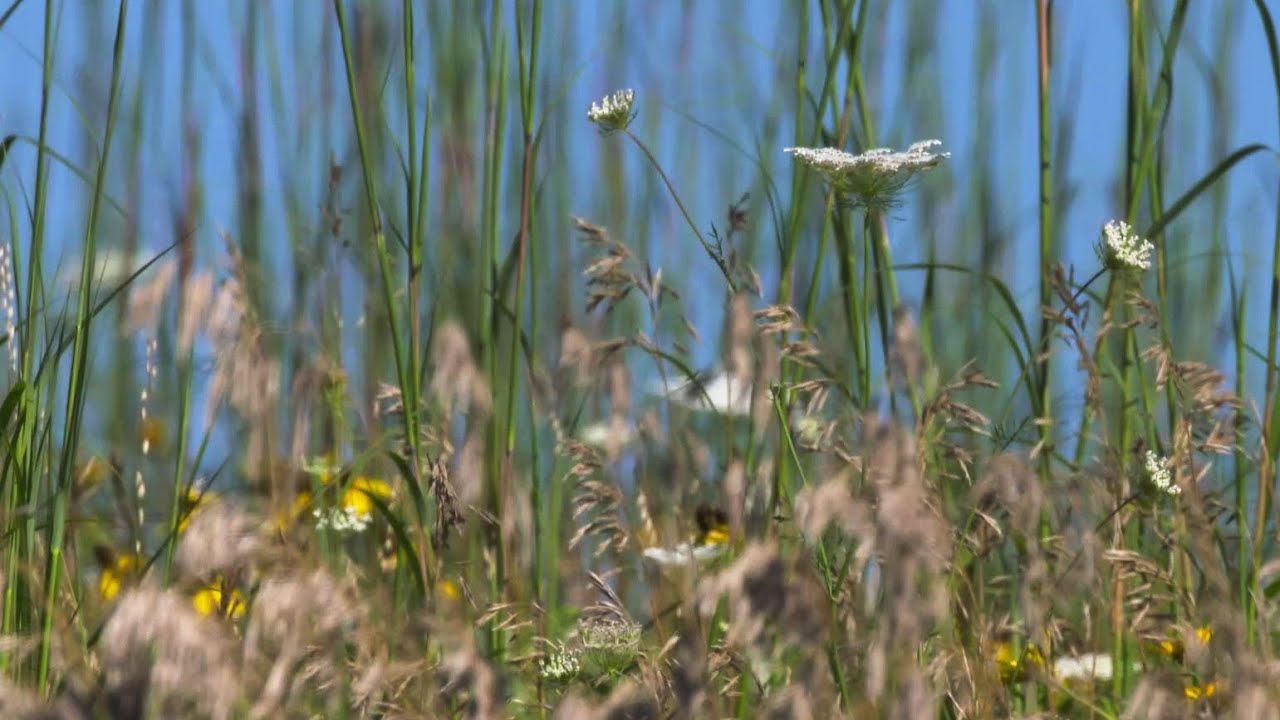 Tallgrass Prairie | FIND Iowa