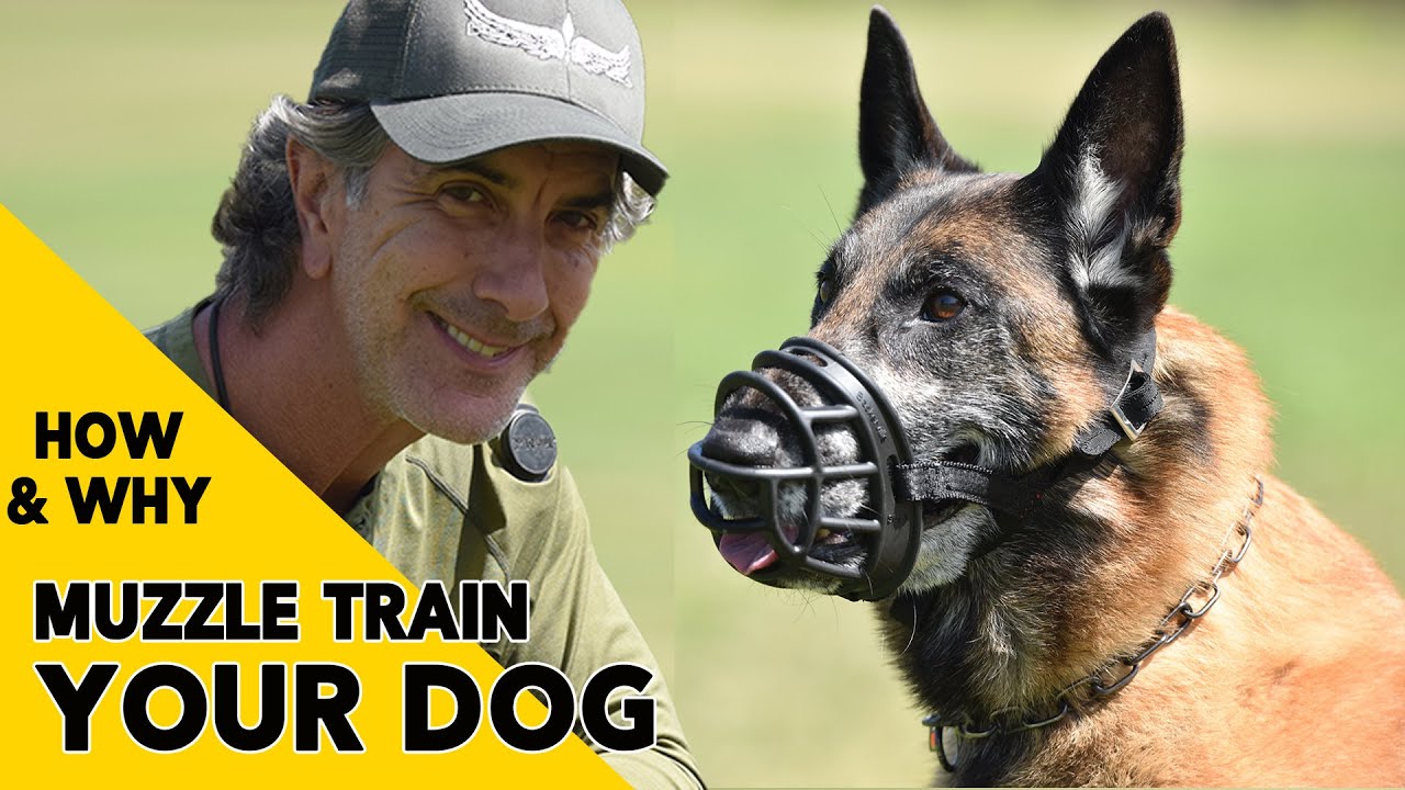 How and Why to MUZZLE Train Your DOG
