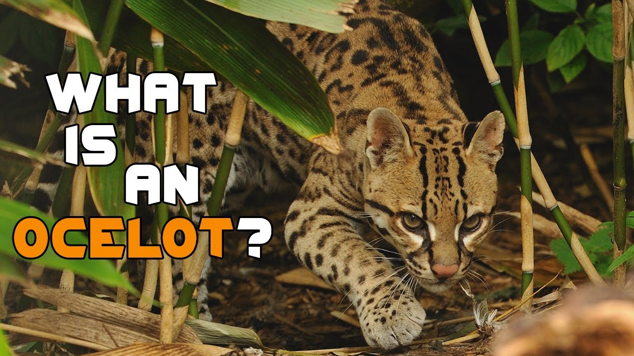 What is an Ocelot?