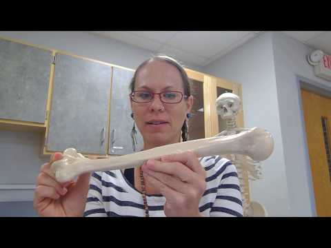 Appendicular Quiz Question