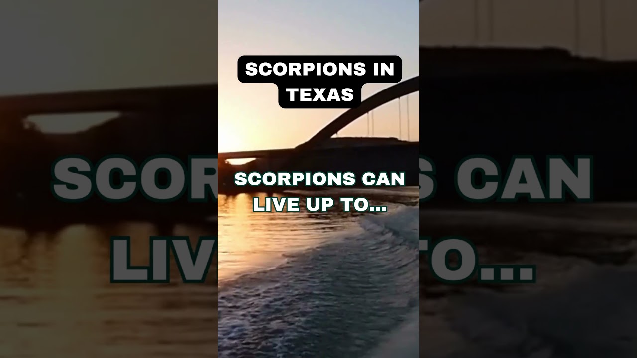 Facts About Texas Scorpions #pestcontrol