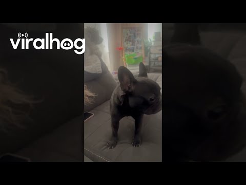 Talking French Bulldog Says I Love You || ViralHog