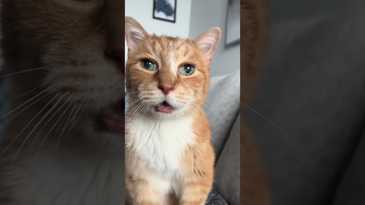 Your Cat’s vocabulary is biggest than yours!