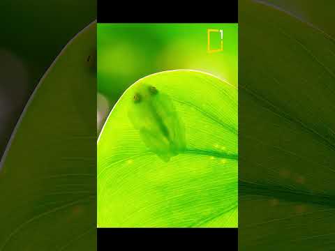 Have You Ever Seen an Invisible Frog? Meet the Glass Frog!