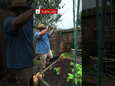Indeterminate Tomatoes Varieties That Are Perfect for Beginner Gardener