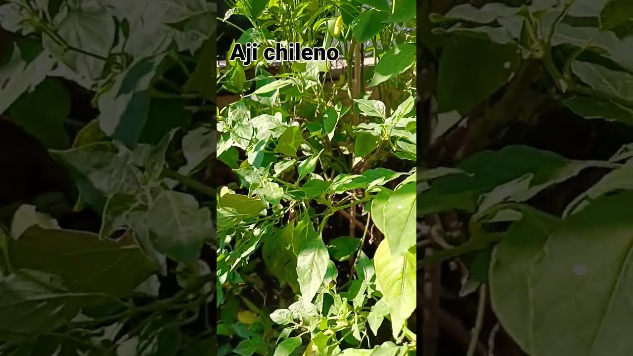 aji chileno propiedades