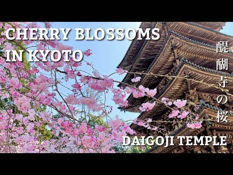 Spring in Japan| Magical cherry blossoms in Daigoji Temple, Kyoto| 醍醐寺の桜