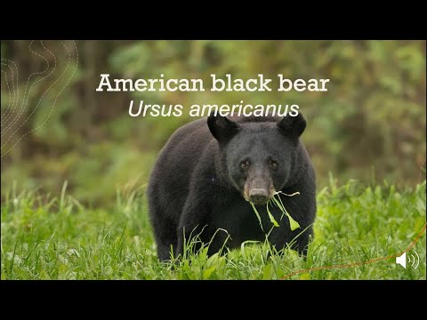 American black bear - Ursus americanus