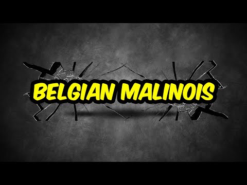 BELGIAN MALINOIS PRONUNCIATION | BRITISH VS AMERICAN ENGLISH PRONUNCIATION