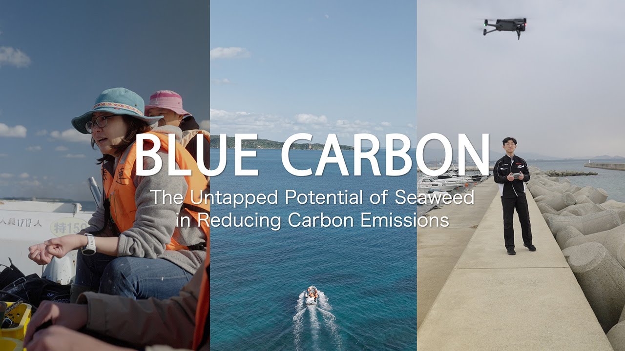 BLUE CARBON - The Untapped Potential of Seaweed in Reducing Carbon Emissions