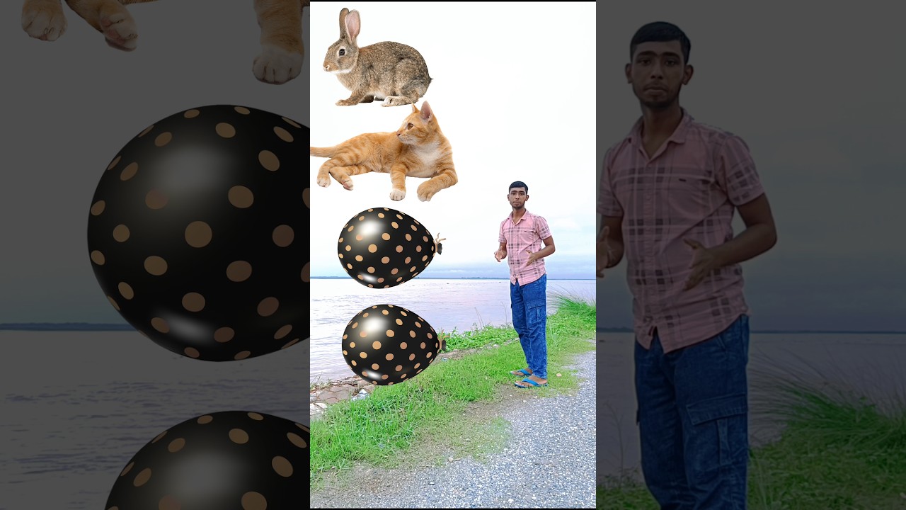 Animals Names - Rabbit, Cat, Elephant & Horse - Balloon vfx magic