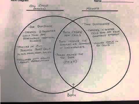 Mitosis vs Meiosis with Mr Gerbe