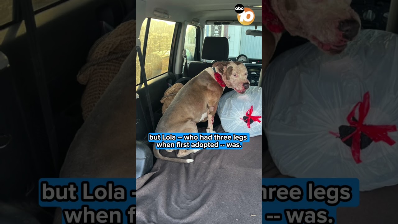 Possible mountain lion attack in Alpine leaves 2 dogs injured