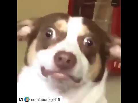 Steam Community :: Video :: Bitchass dog