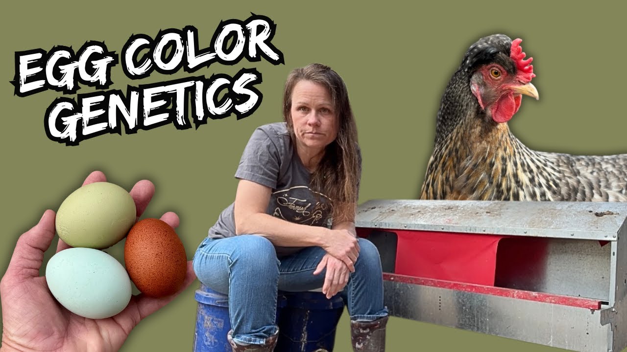 Chicken Egg Color Genetics for Beginners