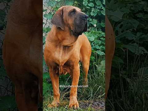 Conheça as vantagens em criar um Fila Brasileiro. 🐶 #cachorro #filabrasileiro #humor #pet #shorts