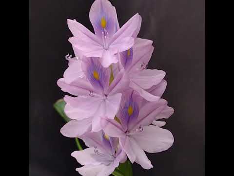 Water Hyacinth (Eichhornia crassipes)